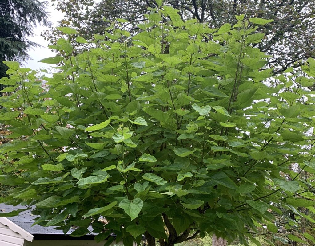 How and When to Prune an Indian Bean Tree (Catalpa bignonioides ...