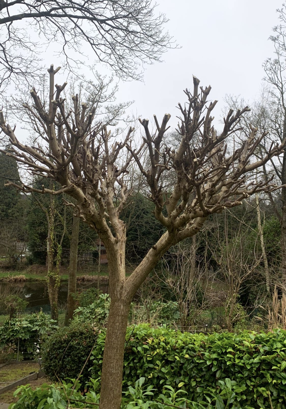 How and When to Prune an Indian Bean Tree (Catalpa bignonioides ...