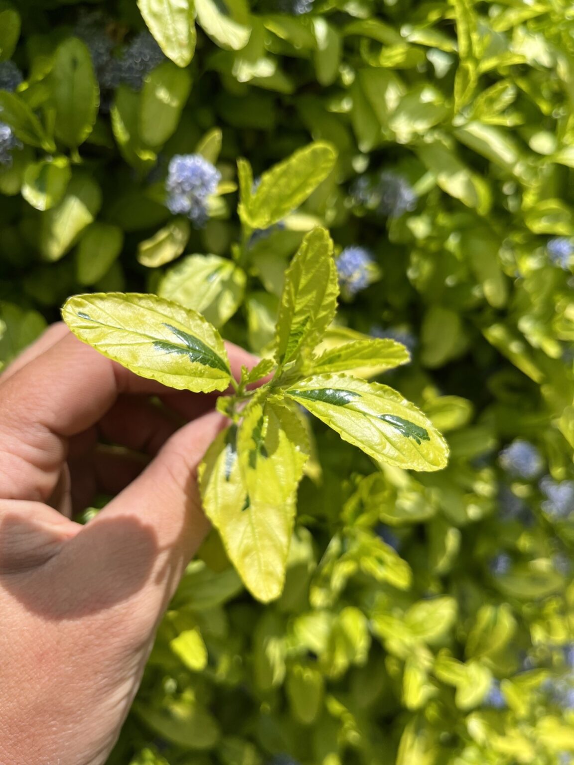 Ceanothus Guide for Vibrant Gardens - Maintain Your Garden