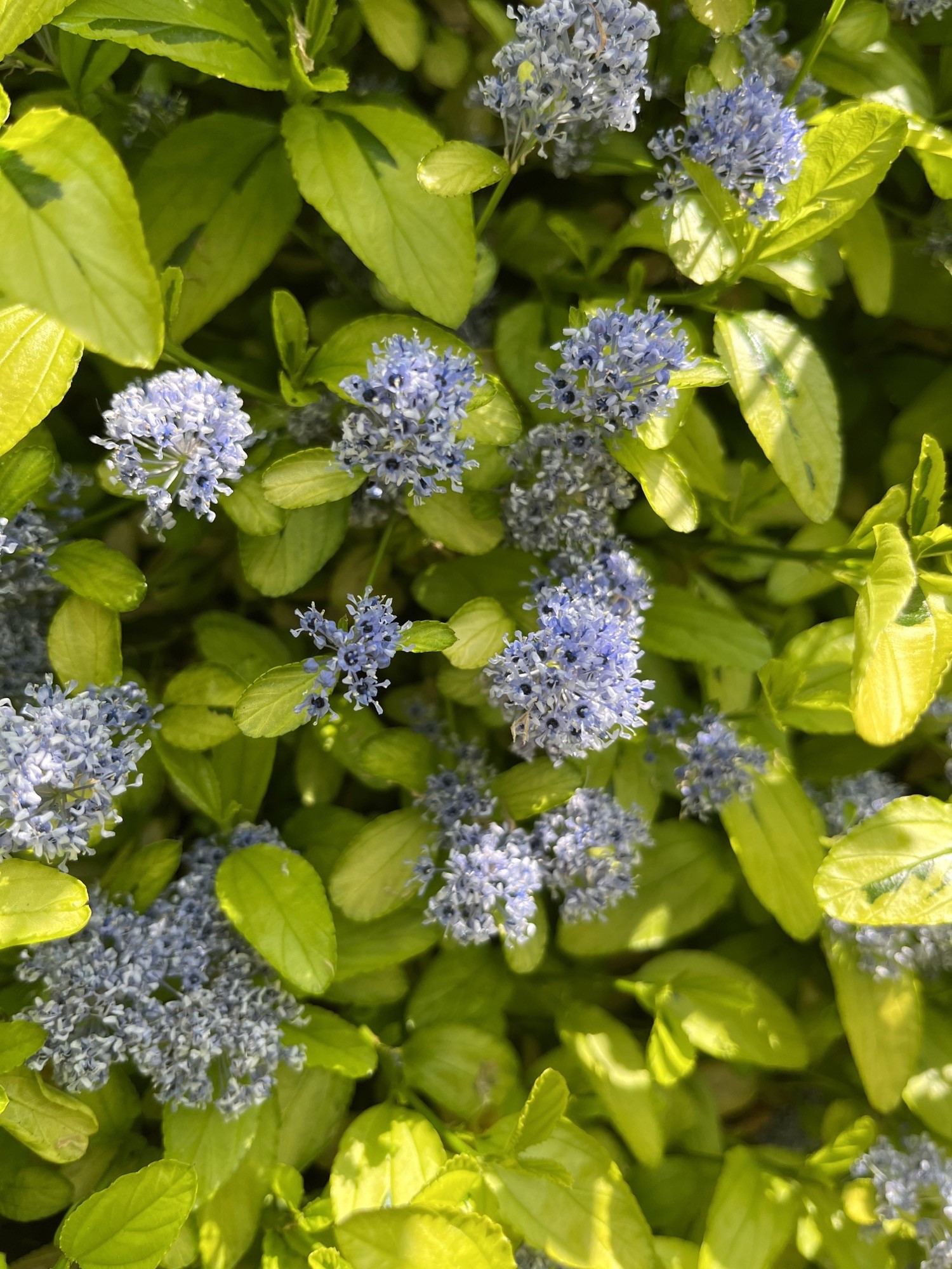 Ceanothus Guide for Vibrant Gardens - Maintain Your Garden