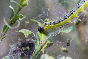 Box Caterpillar And Washing Up Liquid: Does It Work? - Maintain Your Garden