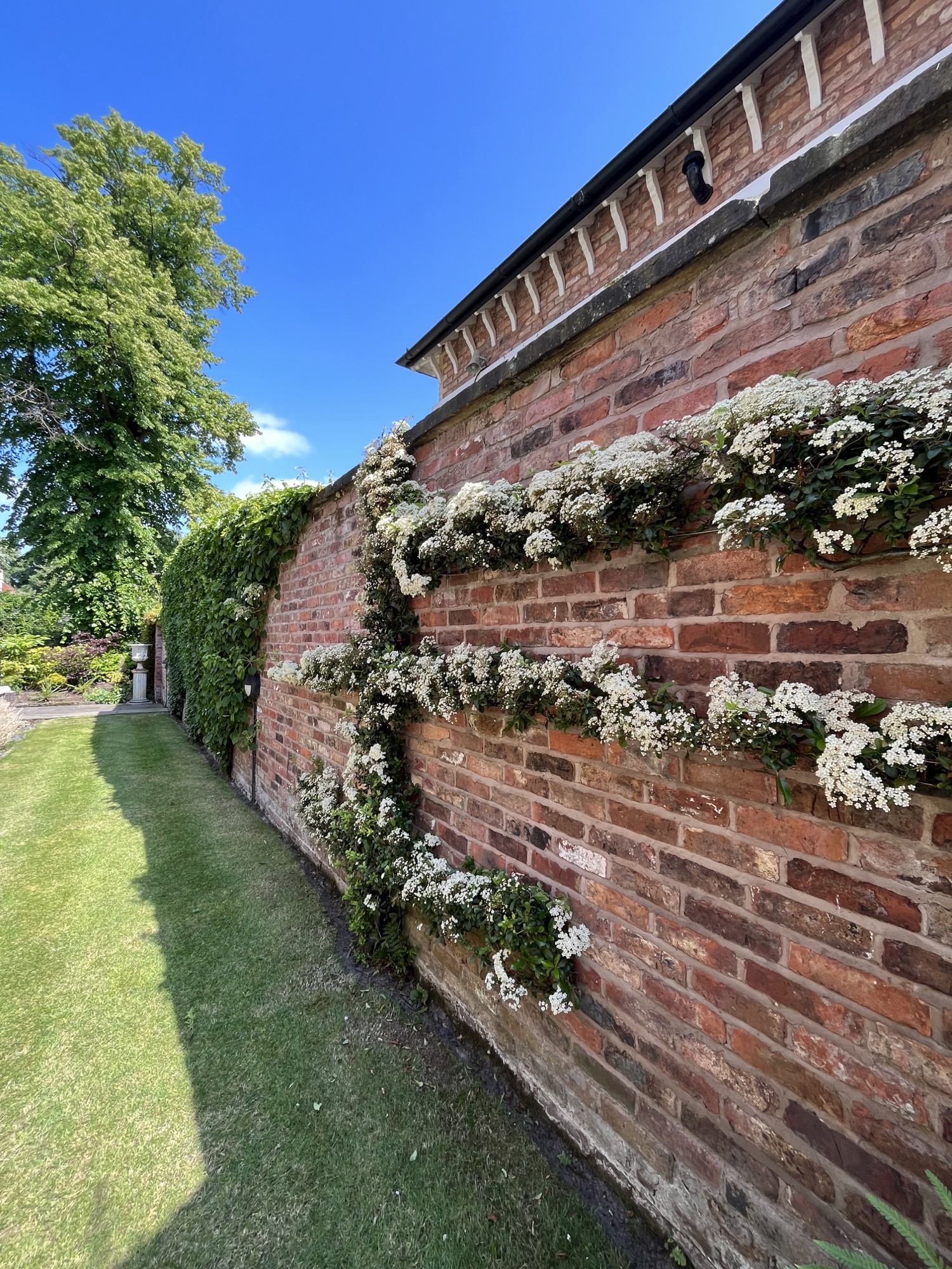 The Ultimate Pyracantha Guide | 7 Genuses - Maintain Your Garden