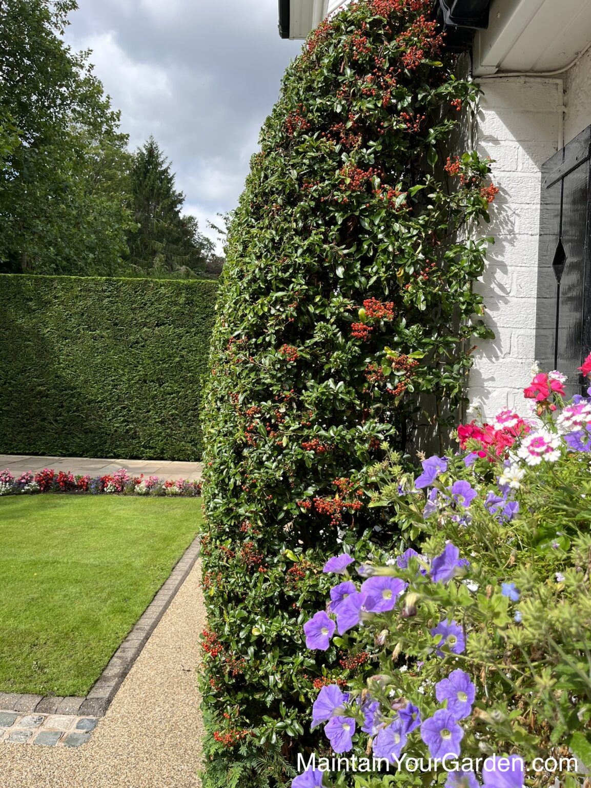 The Ultimate Pyracantha Guide | 7 Genuses - Maintain Your Garden