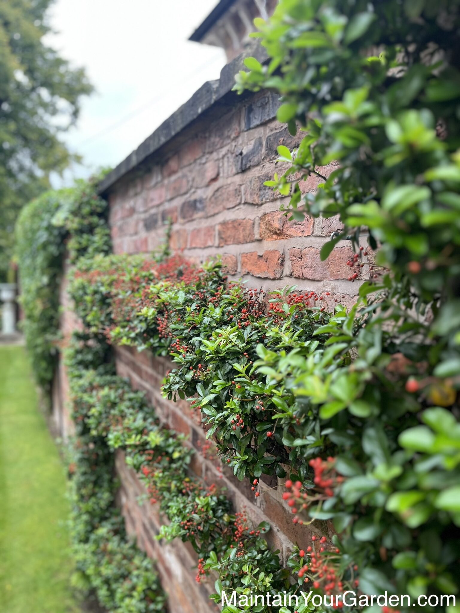 The Ultimate Pyracantha Guide | 7 Genuses - Maintain Your Garden