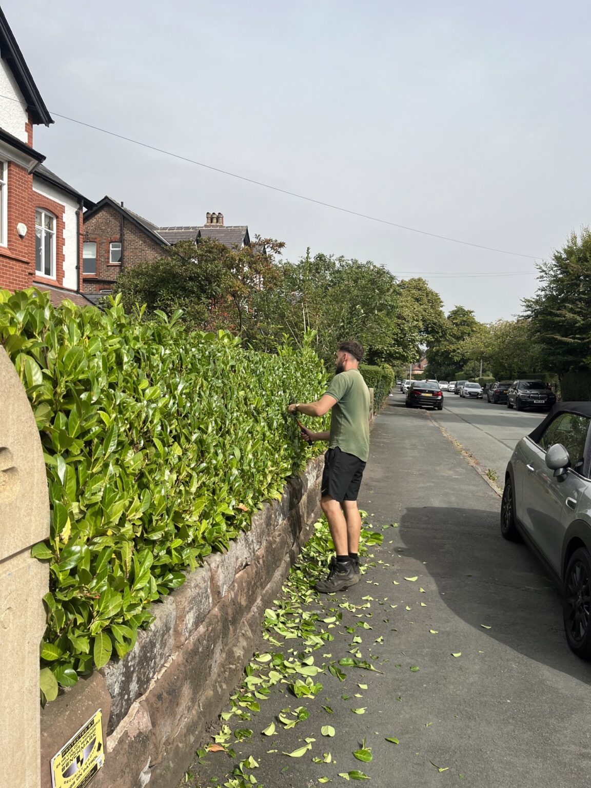 How NOT to prune a Laurel hedge: Learn the right way - Maintain Your Garden