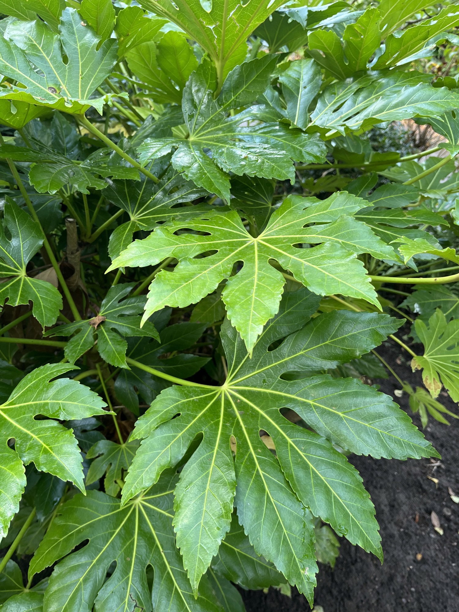 How to Prune Fatsia Japonica: Timing and Techniques - Maintain Your Garden