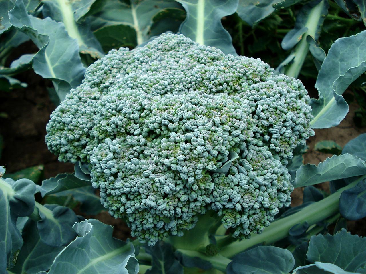 Broccoli Plant Growing Stages - Maintain Your Garden