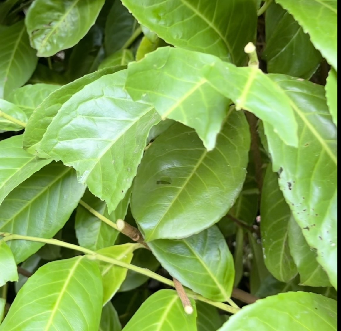 How NOT to prune a Laurel hedge: Learn the right way - Maintain Your Garden