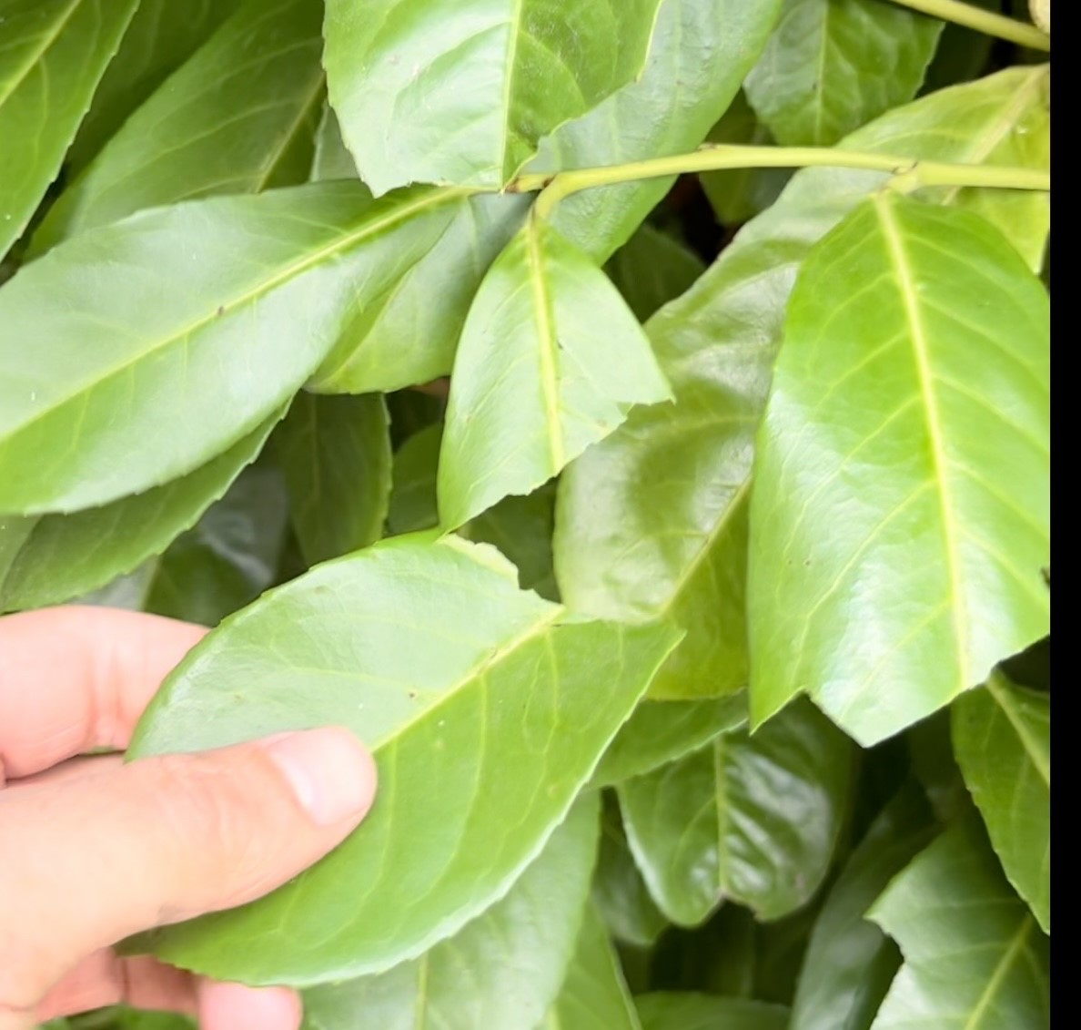 How NOT to prune a Laurel hedge: Learn the right way - Maintain Your Garden