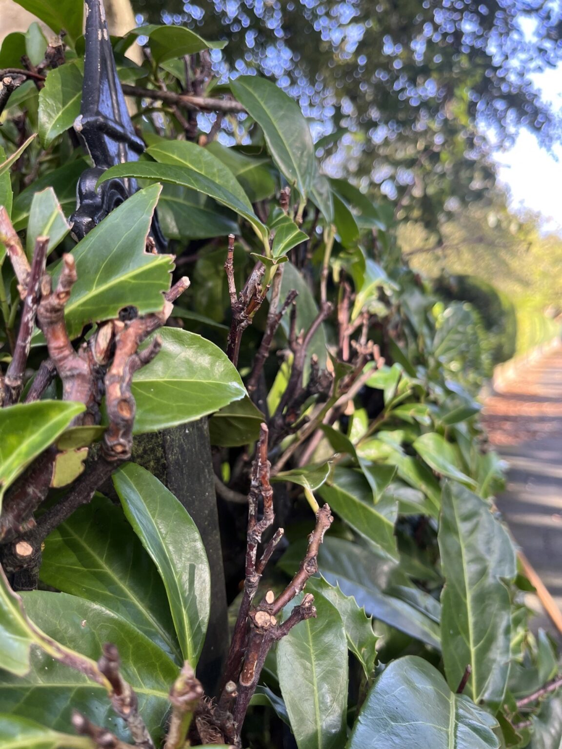 How NOT to prune a Laurel hedge: Learn the right way - Maintain Your Garden