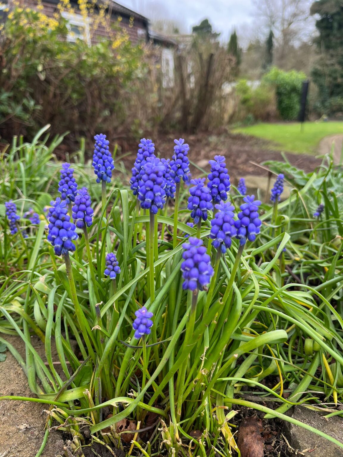 Grape Hyacinth Questions & Answers - Maintain Your Garden