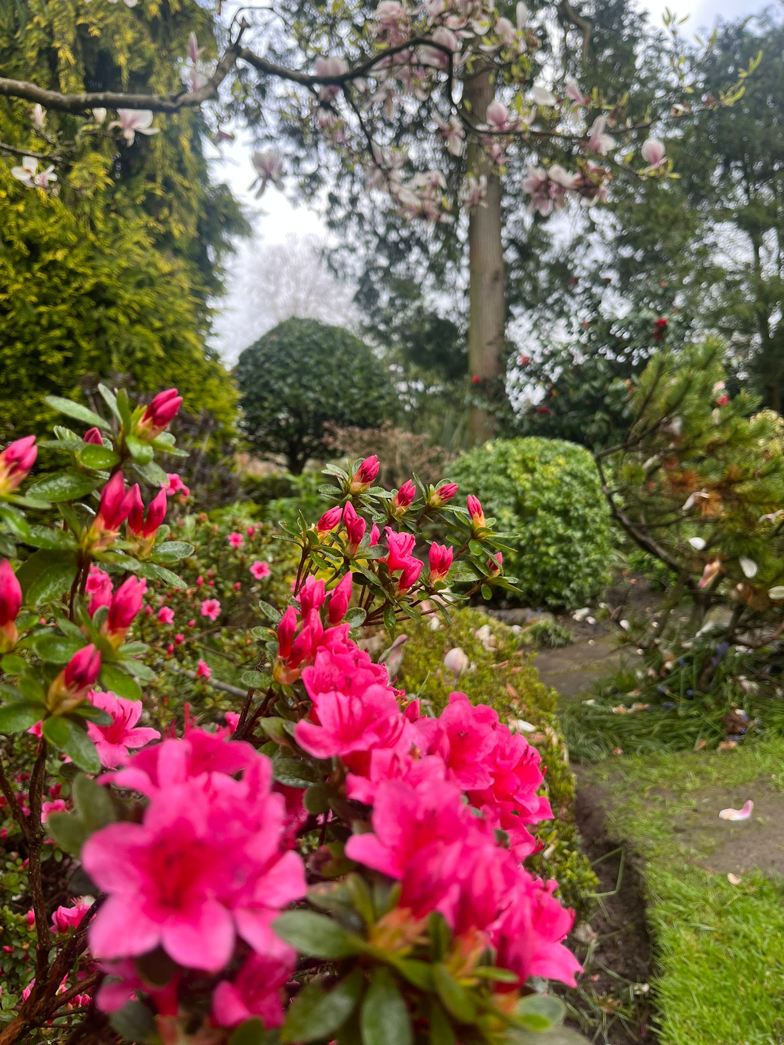 Evergreen Azalea: Questions & Answers - Maintain Your Garden