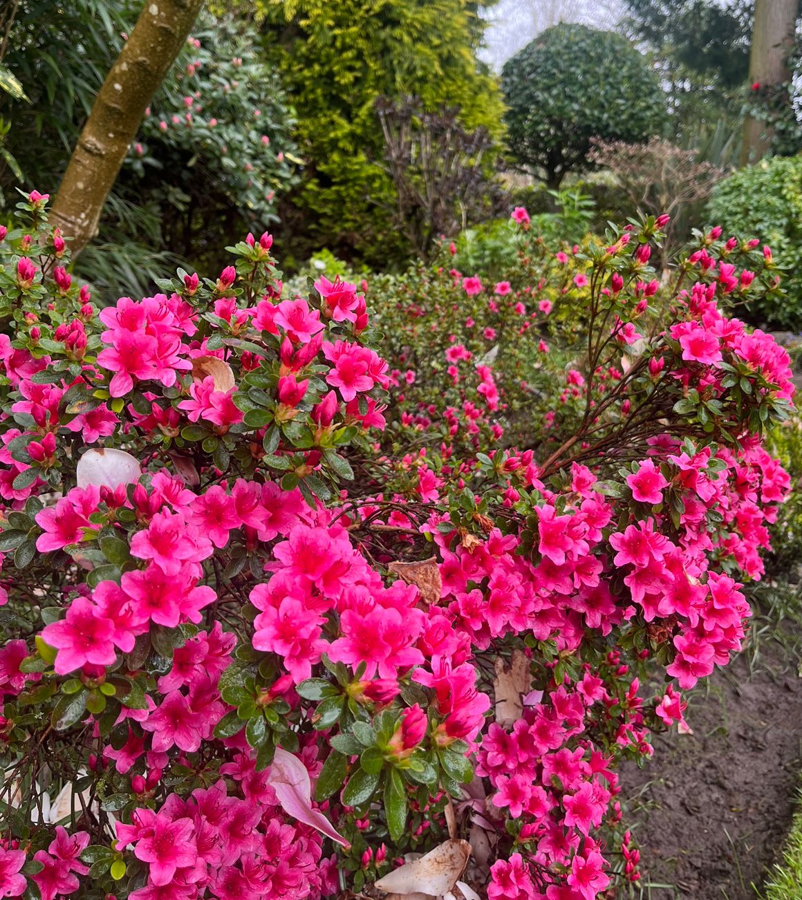 Evergreen Azalea: Questions & Answers - Maintain Your Garden